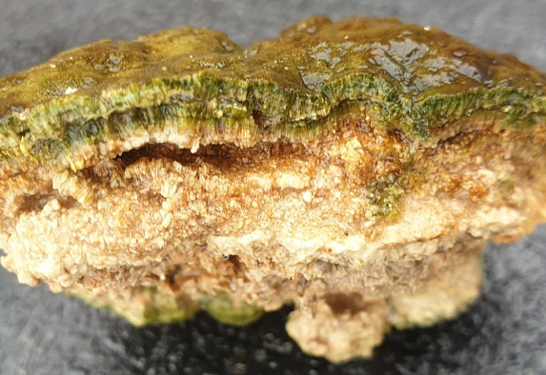 살아있는 바위의 힘... 숲의 46배 탄소 흡수