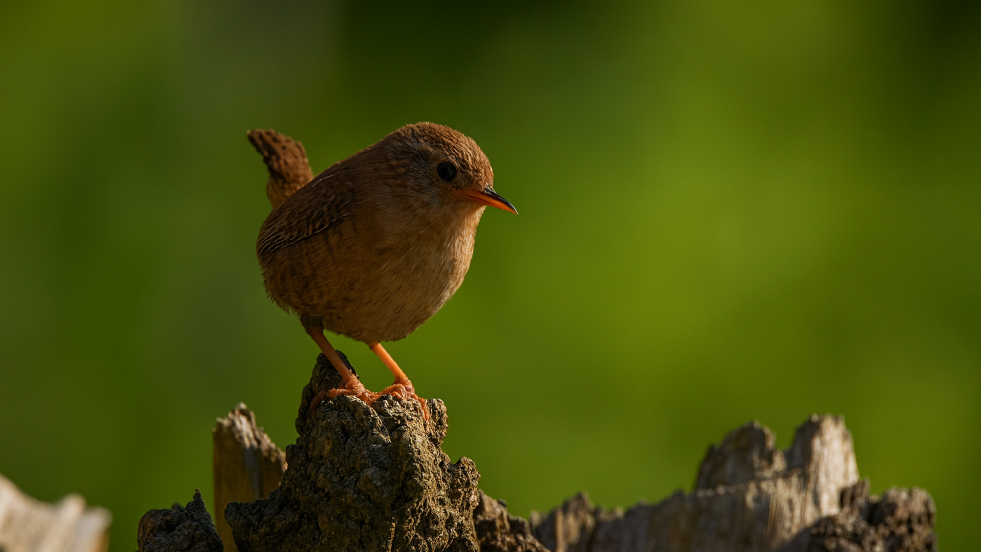 Little songbird on a tree stump