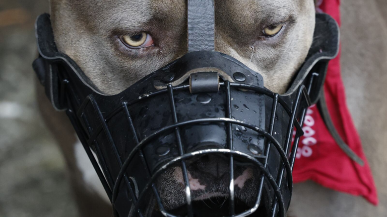 Top 10 dog breeds ranked by danger according to US bite statistics