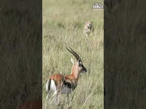 Female cheetah catches gazelle in a lightning-fast high-speed chase