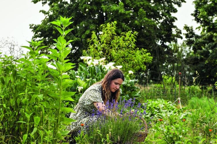 Le thym, une plante aromatique précieuse pour traverser l’hiver : les ...