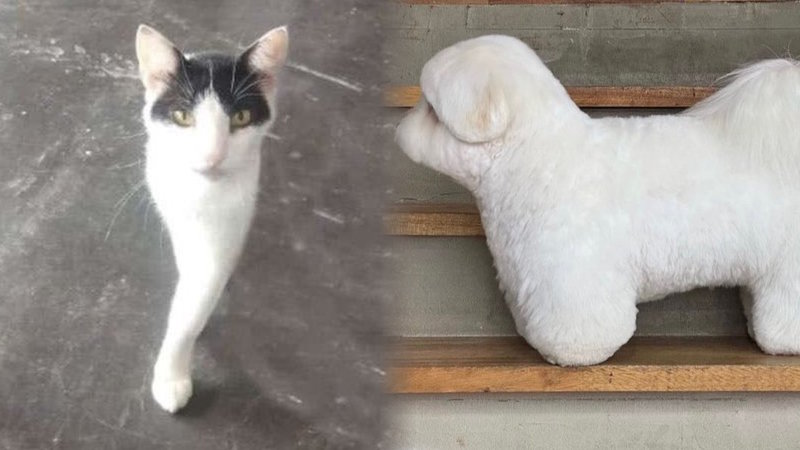 17 times pets and people looked oddly like something else