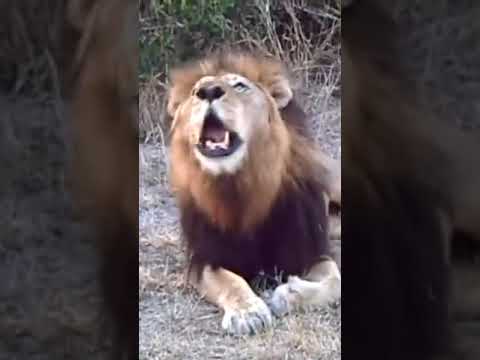 Lion roar echoes across Makulu Mapogo territory with power