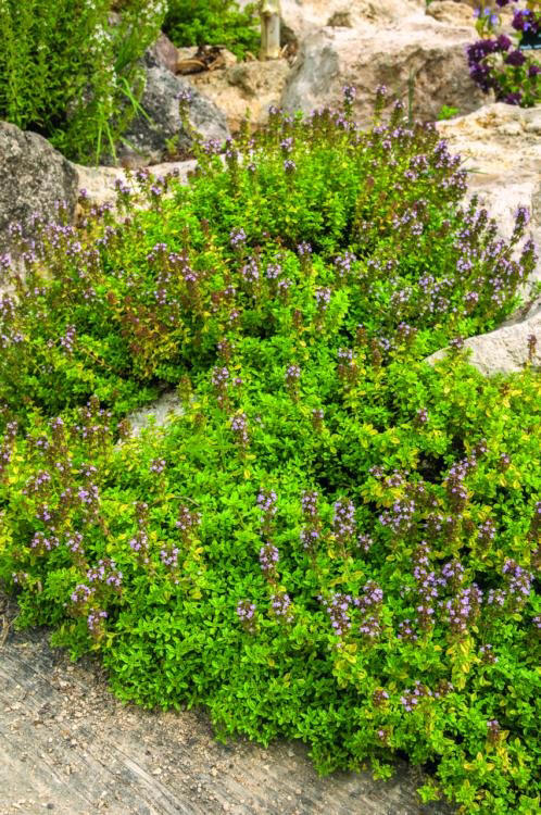 Le thym, une plante aromatique précieuse pour traverser l’hiver : les ...