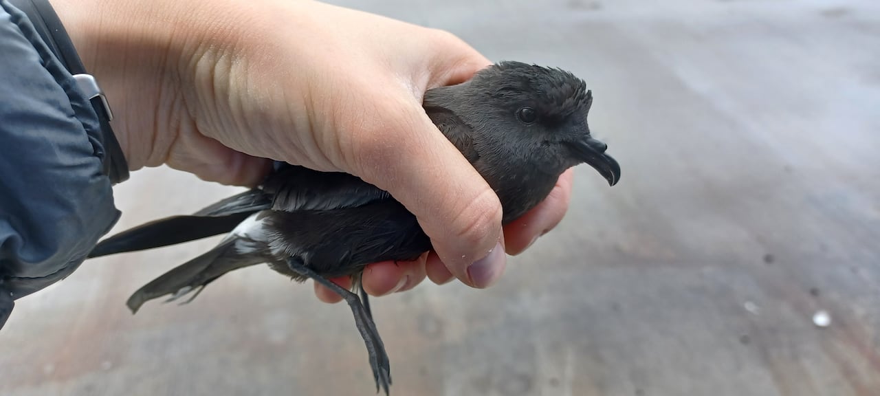 Saving the petrel: Volunteers keep moving with patrol to save stranded ...