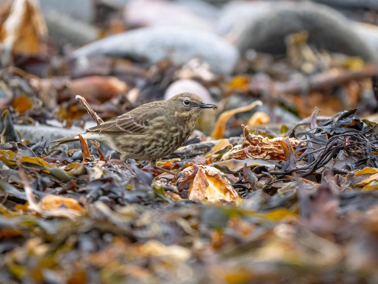 East Neuk based bird tracking initiative aims to reveal migration secrets