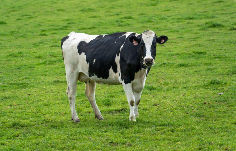 Why all moos don't sound the same