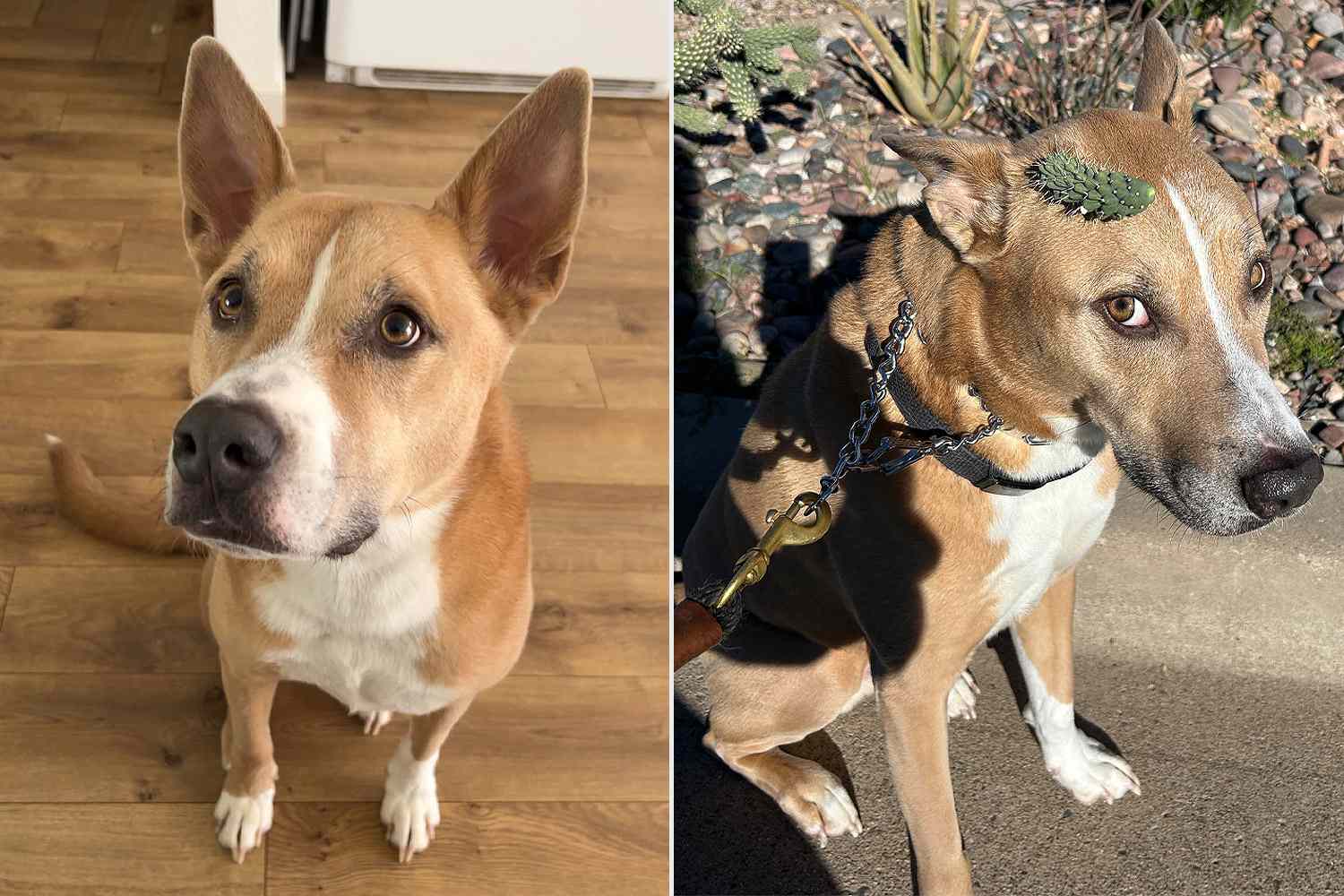 Curious dog gets cactus stuck on its head during neighborhood walk ...