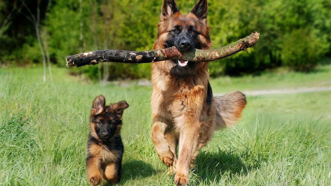 The 5 dog breeds vets say are most likely to turn on their owners