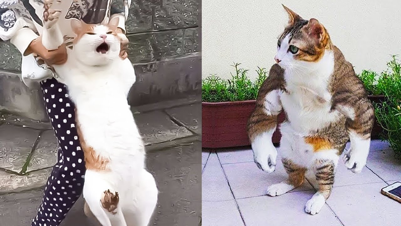 Wat huisdieren doen als niemand thuis is