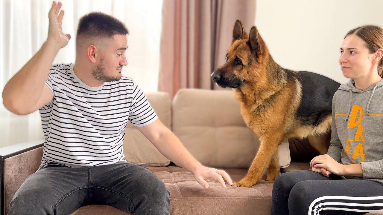 German shepherd reacts protectively during staged situation