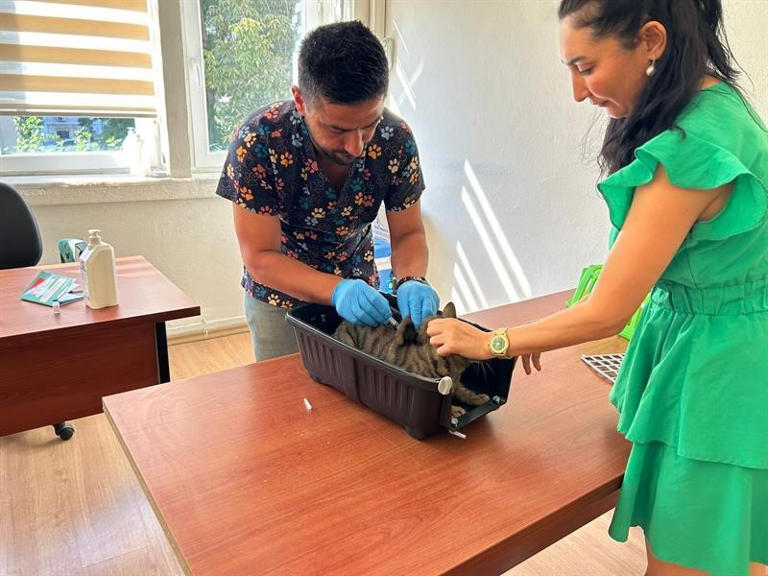 Adana’da 2025’te 3 bin 865 kedi ve 3 bin 577 köpeğe çip takıldı