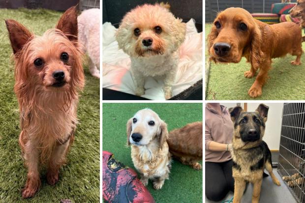 Five dogs looking for their forever home from Many Tears Rescue