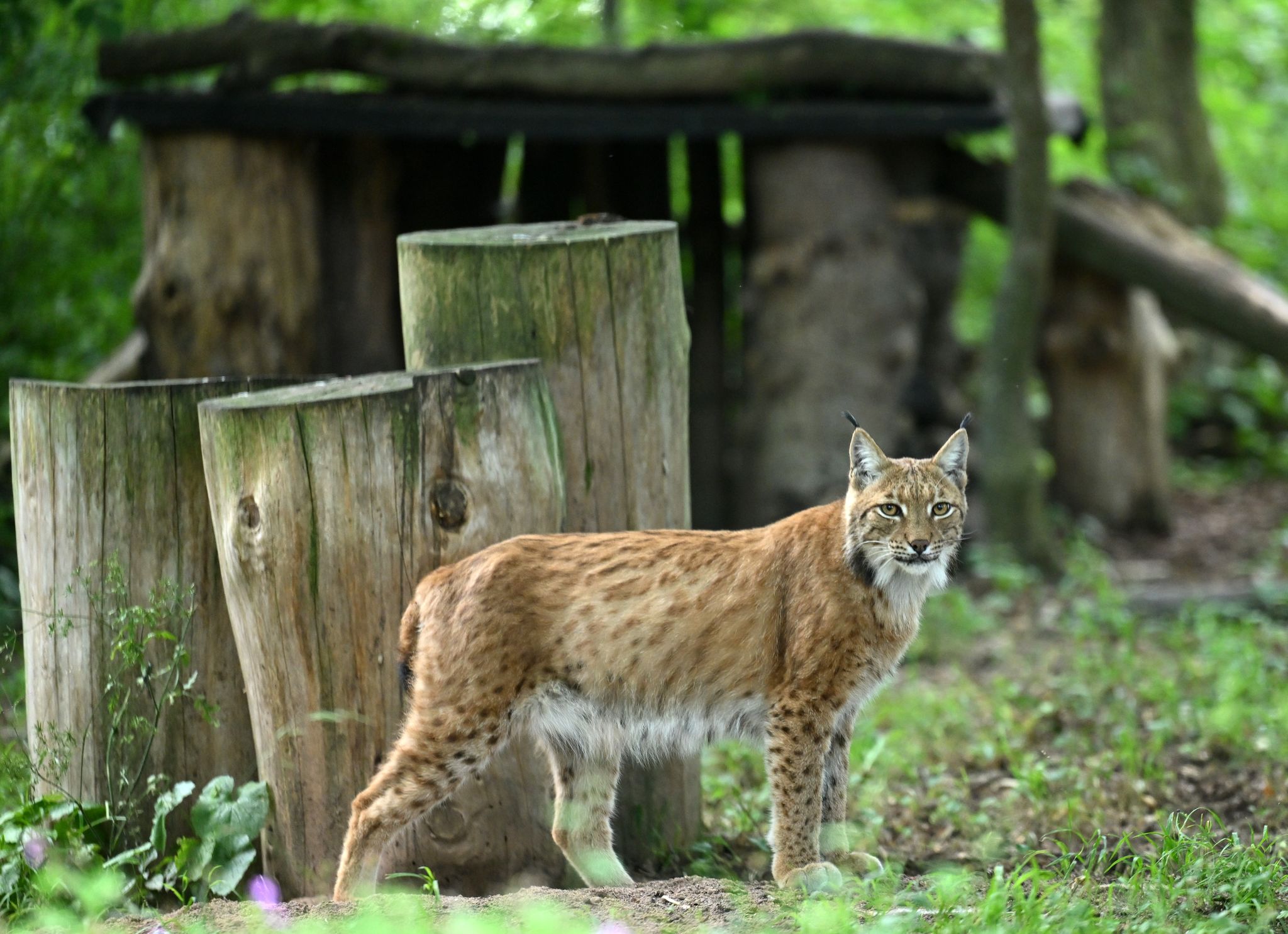 Mehr Pinselohren sollen pirschen