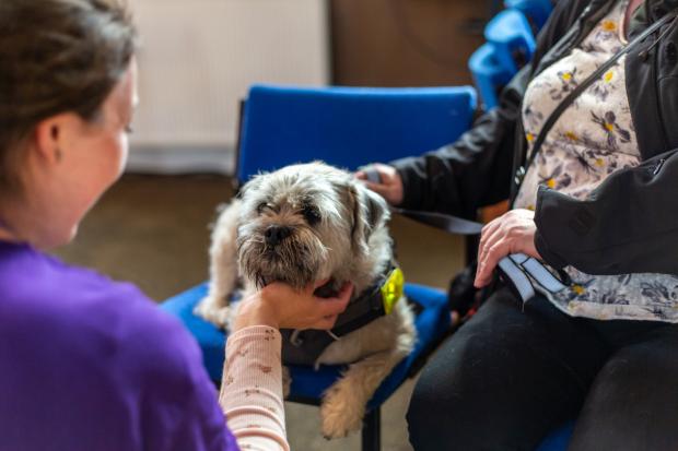 Scottish SPCA celebrates year of major animal welfare achievements