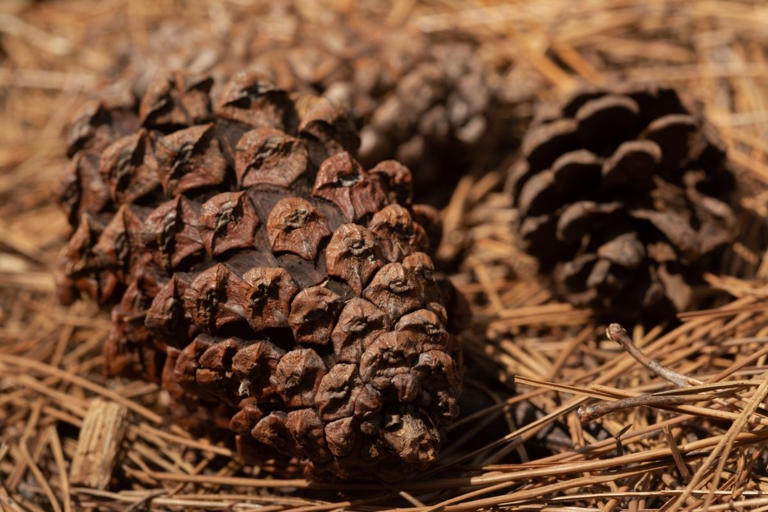 Cette pomme de pin peut éviter de tuer vos plantes... Voici l'astuce ...