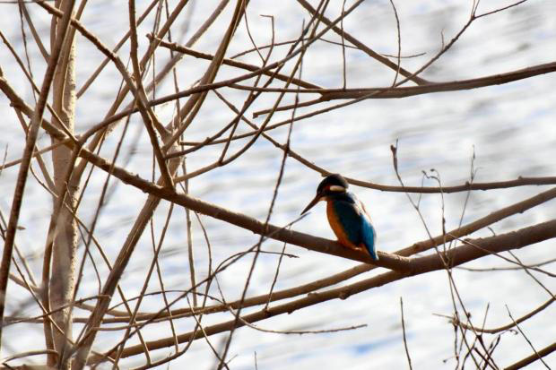 'Secretive' bird spotted on the hunt in Worcester
