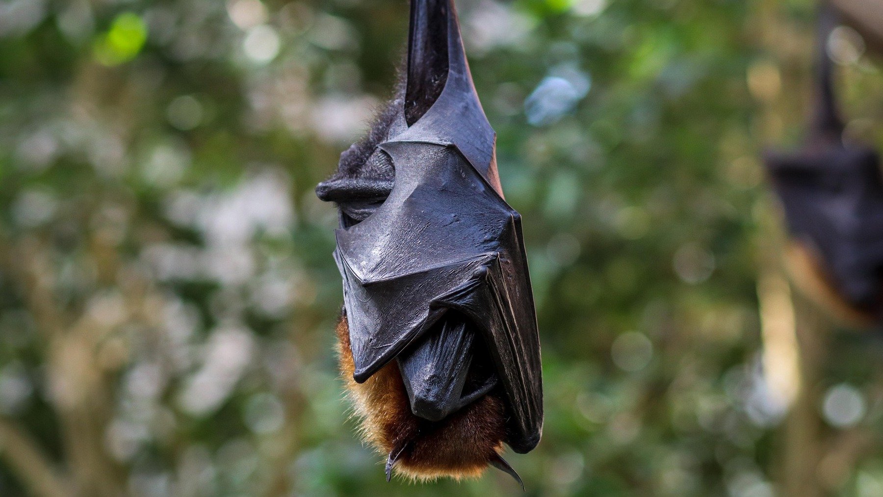 Todos piensan que esta extraña palabra es una errata: casi nadie sabe ...