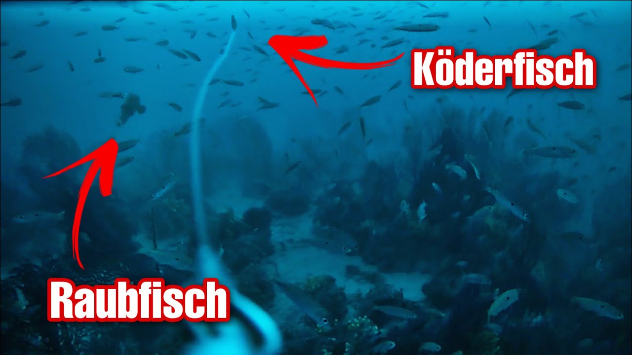 Angeln mit Unterwasserkamera + Premium-Fangen & Kochen