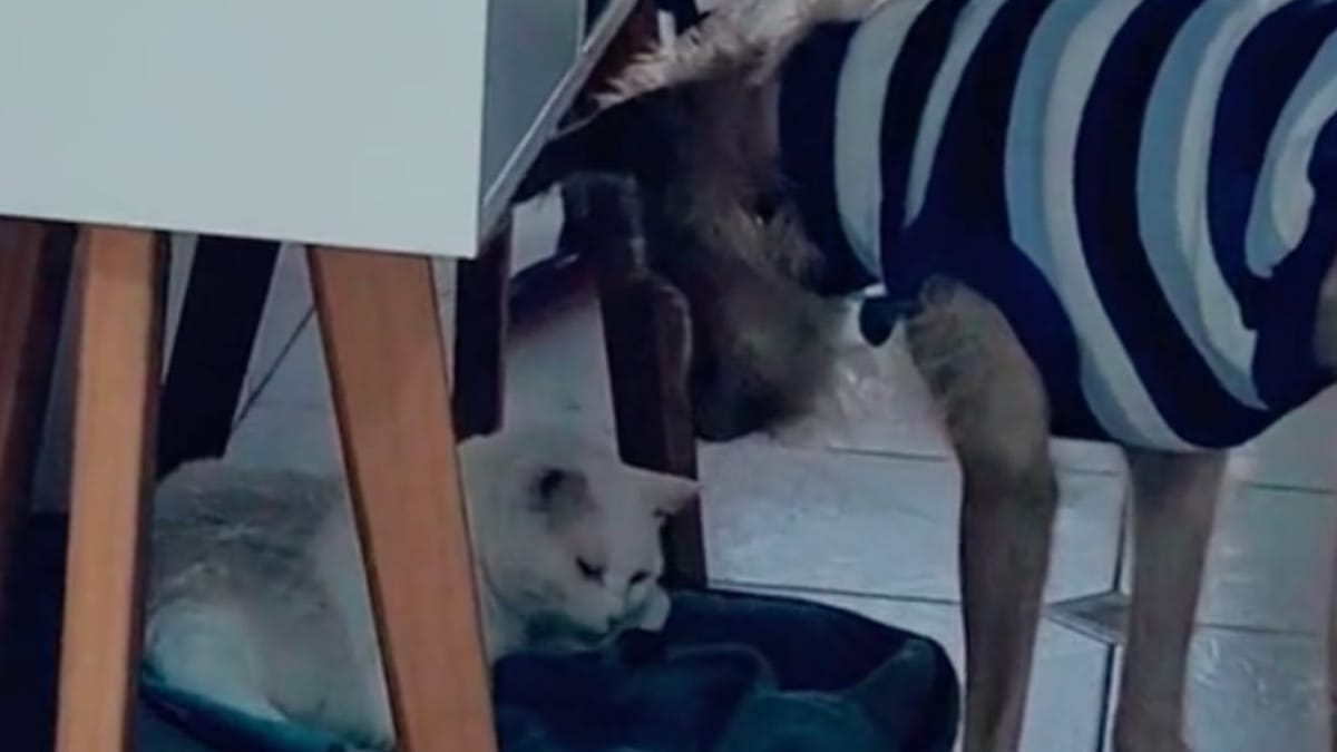 Dog's unbelievable gesture for his cat friend