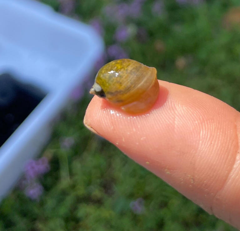Invasive snail species found in PEI believed to be new to the Maritime ...