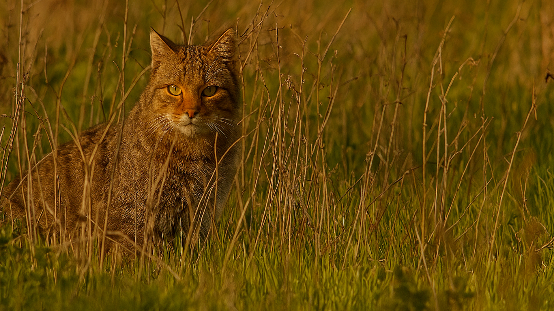 Filming a European wildcat in the wild