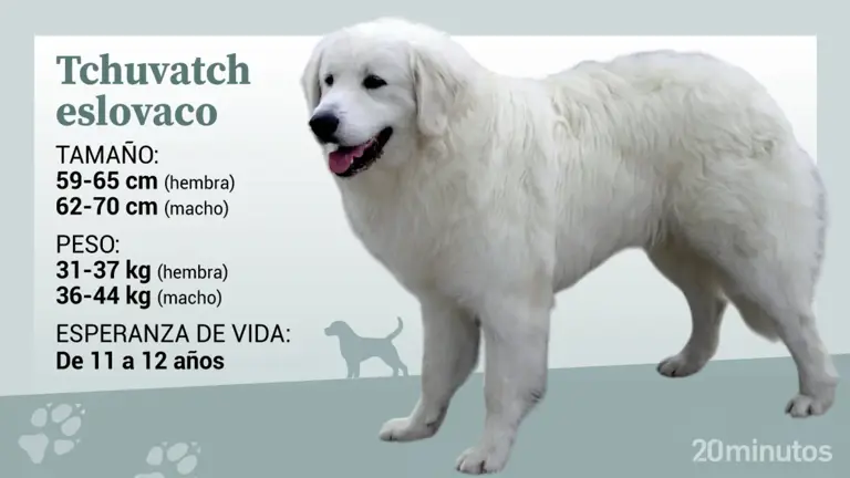 La raza del tchuvatch: el guardián blanco de las montañas de Eslovaquia