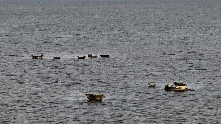 Could rising seal numbers mean more meat on the menu for eastern Quebec?