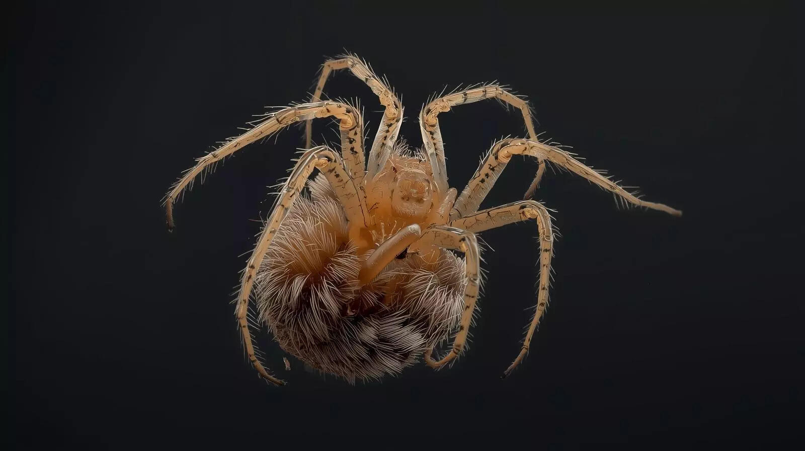 Why spiders curl up when they die: Know the science behind this phenomenon