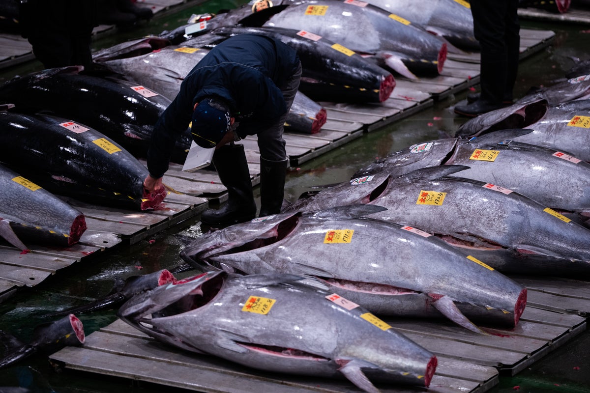 Tuna sells for huge record price at Tokyo fish market auction opening