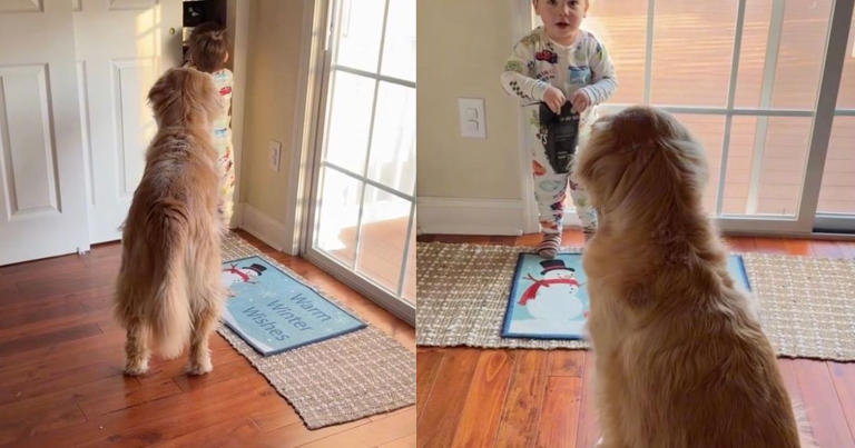 Golden retriever & tiny human communicate about treats in cute video