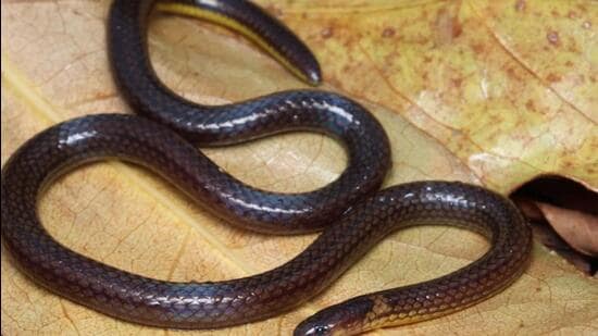 Calamaria mizoramensis: New reed snake species found in Mizoram
