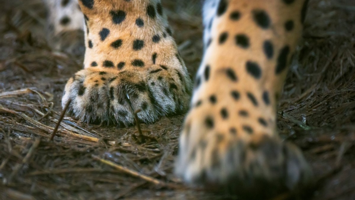 Resources top 5: Verity prowling for Laverton gold after doubling ...