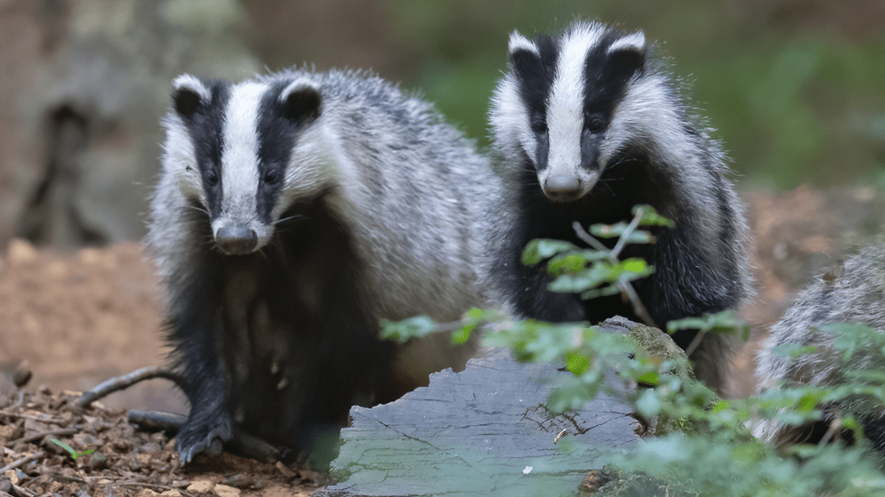 Drivers forced onto 36-mile detour as mating badgers bring roadworks to ...