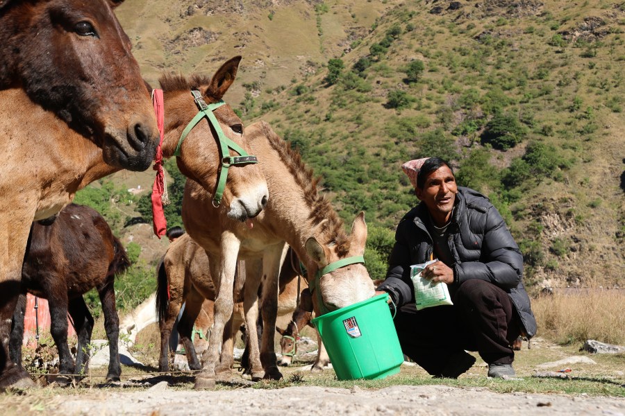Improved welfare for mules on the horizon