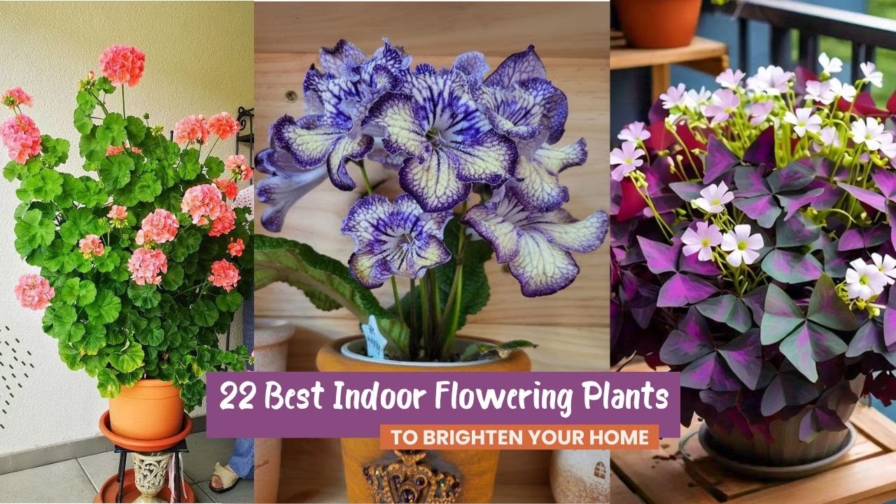 How to choose indoor flowering plants that bloom beautifully