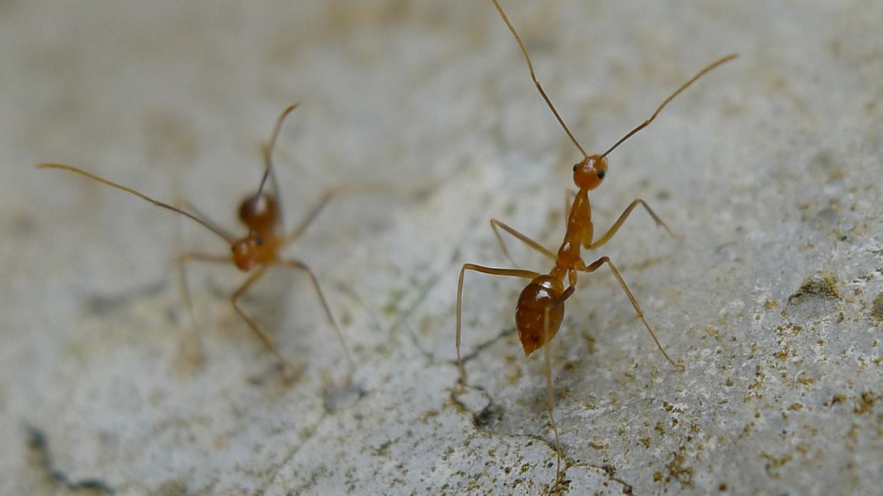 Dire warning over native species conservation funding