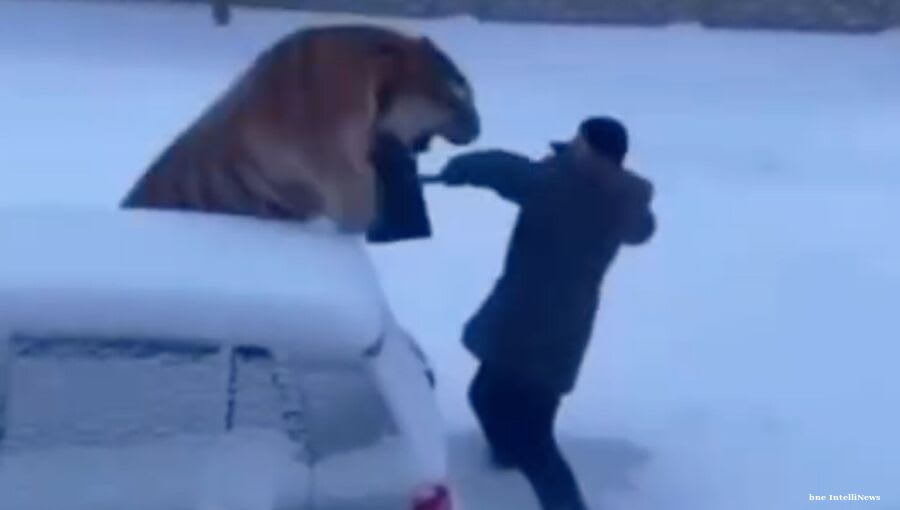 Russian man faces fine for AI-generated tiger attack video