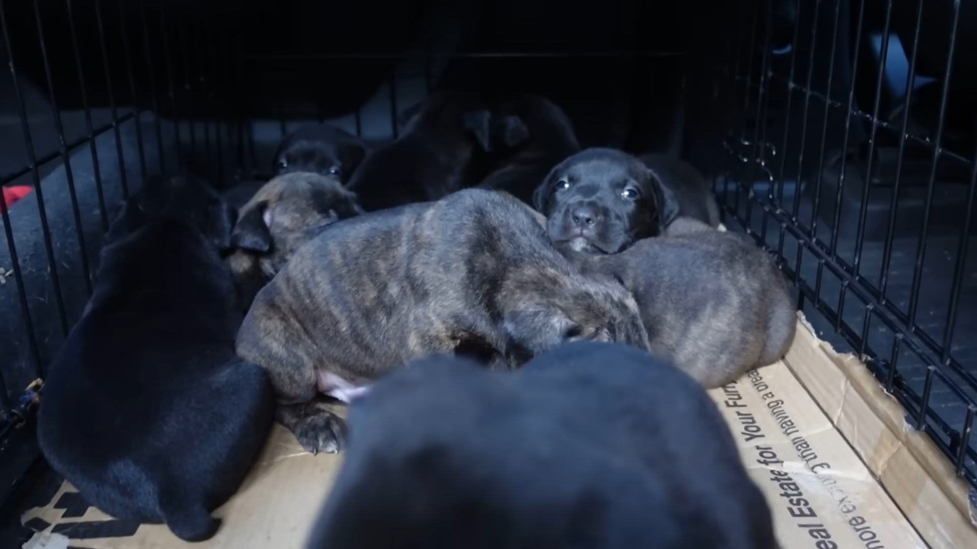 Rescuers rush to save nine abandoned puppies
