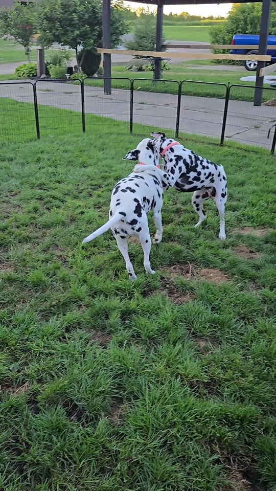 Sweet Dogs Moments | Trending Pet Video
