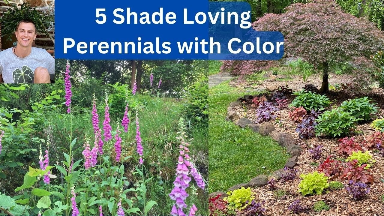 Five perennials for the shade garden with color