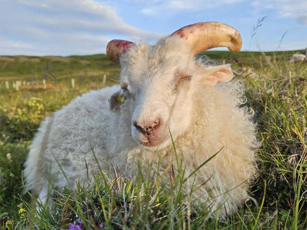 Unbekannter schlachtet Schaf auf Weide – schockierter Schafhalter: "Es ...