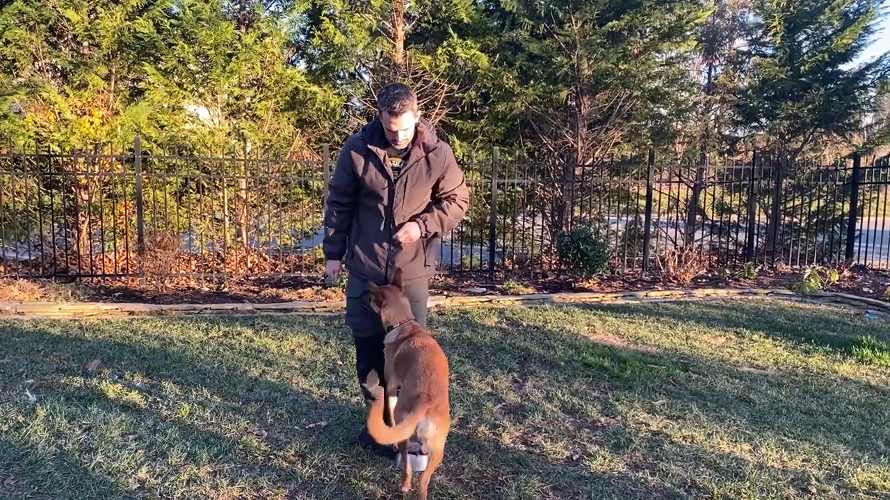 The turn-focused technique redefining AKC novice-level success