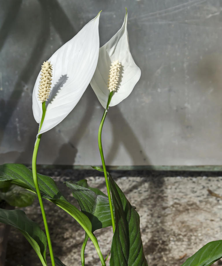 Feng shui experts reveal where to place a peace lily in your home in 2026