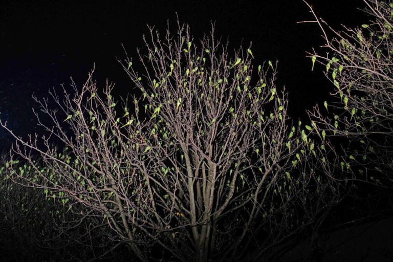 parakeets black light