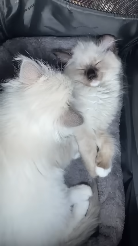 2 neue Baby Kitten für Baby Hades 🐈🤍 Baby Akidos Geschwister ...