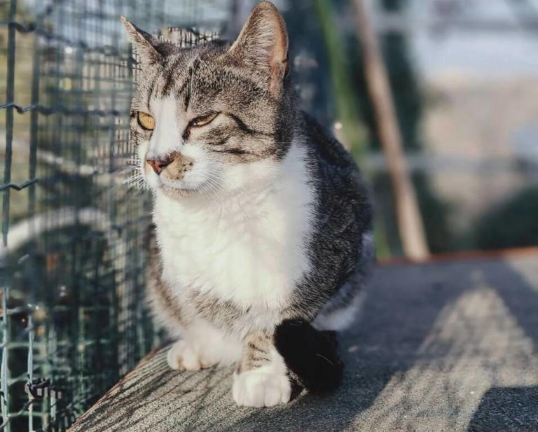 Tre zampe, tanto bisogno di coccole e un talento per le dormite: cerca ...