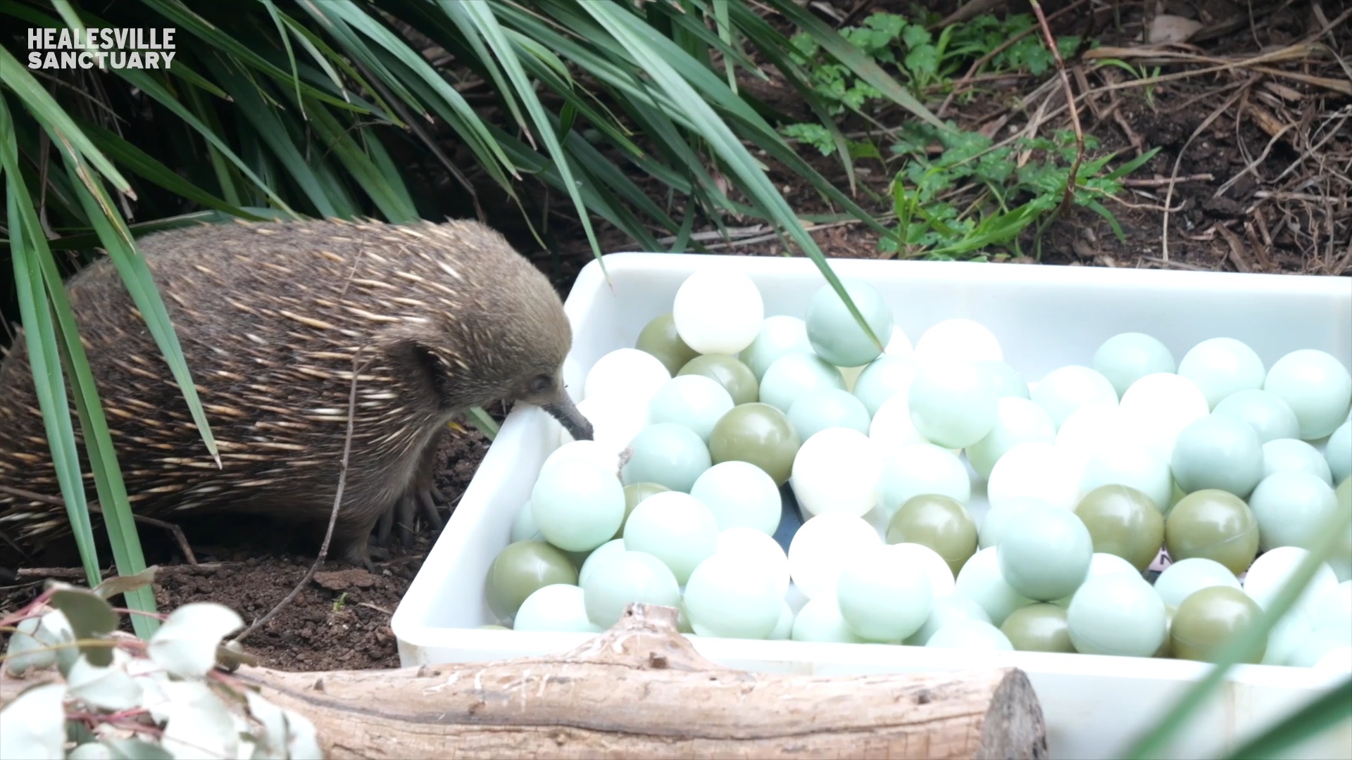 Snoopy the echidna filmed adorably playing in ball pit as she ...