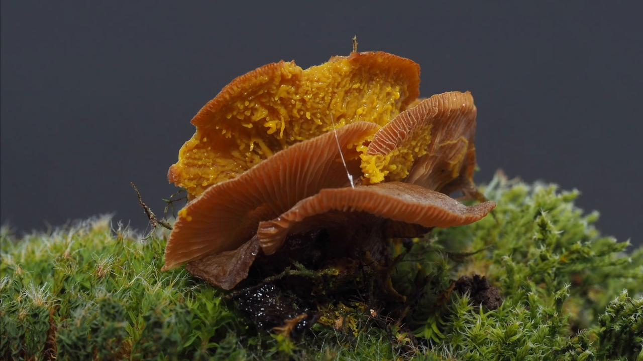Slime mold invades mushroom