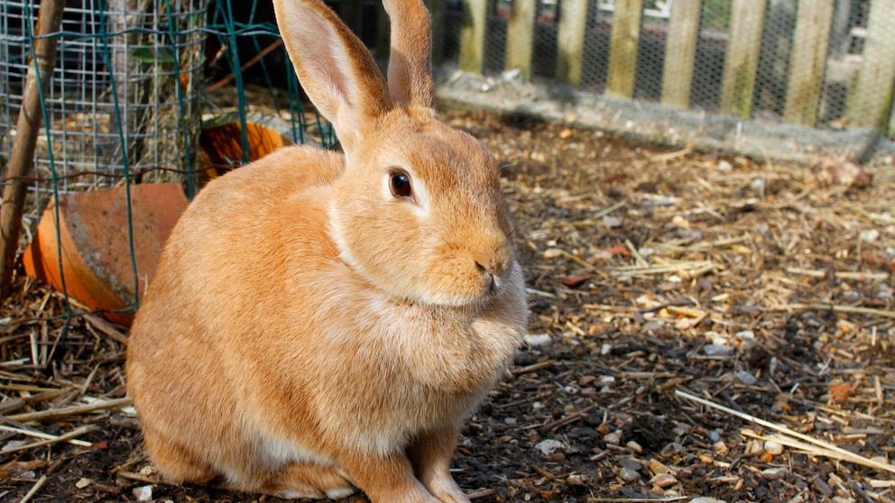 Can rabbits stay outside in winter?